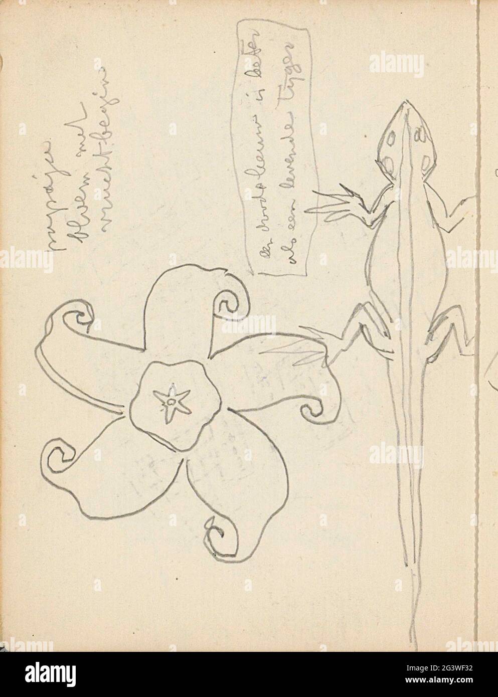 Poppy flower and a gecko. Leaf 3 Verso from a sketchbook with 60 sheets ...