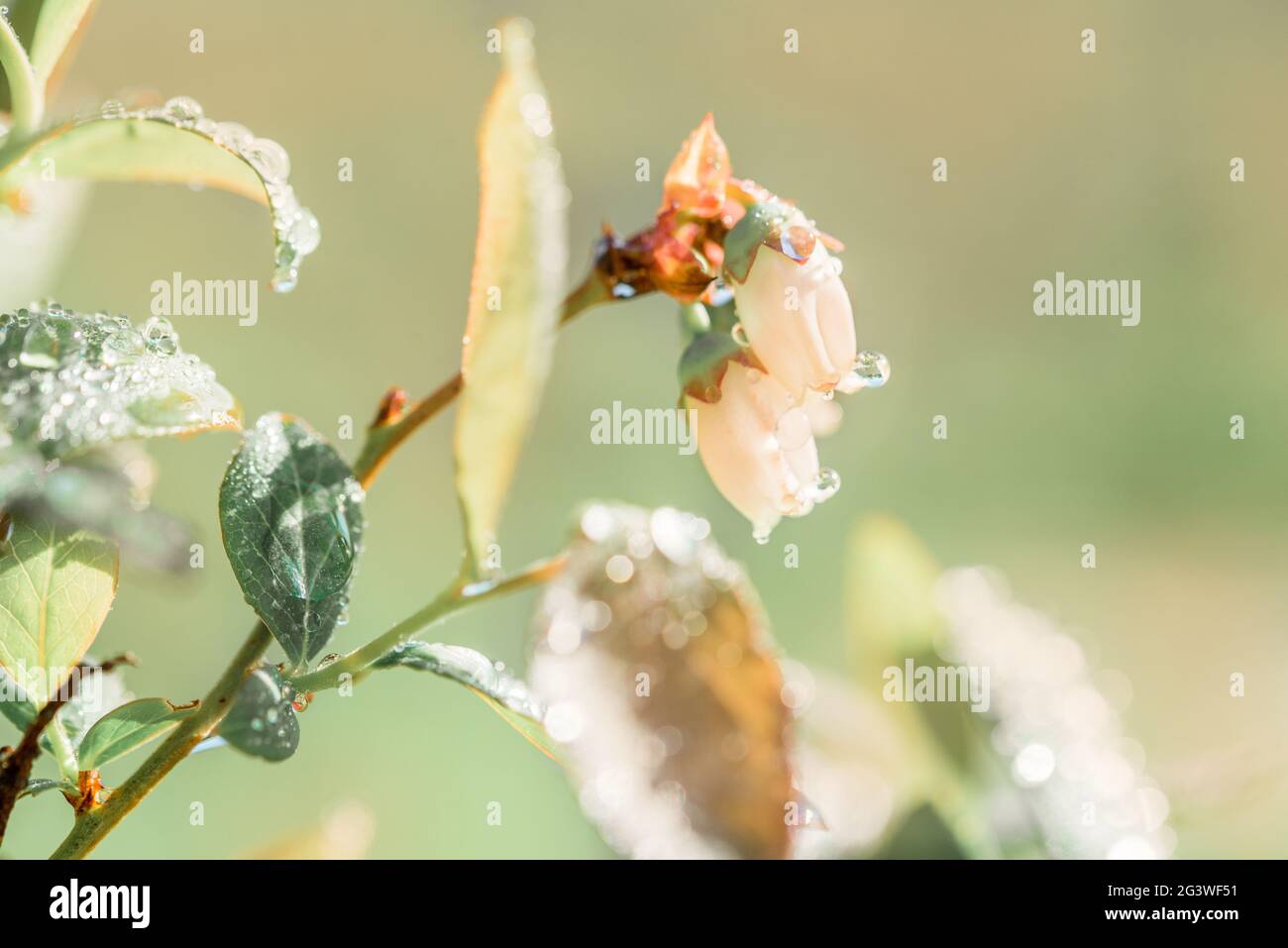 The Flower Of Blueberry. Beautiful card. White bells on the bush. Dew ...