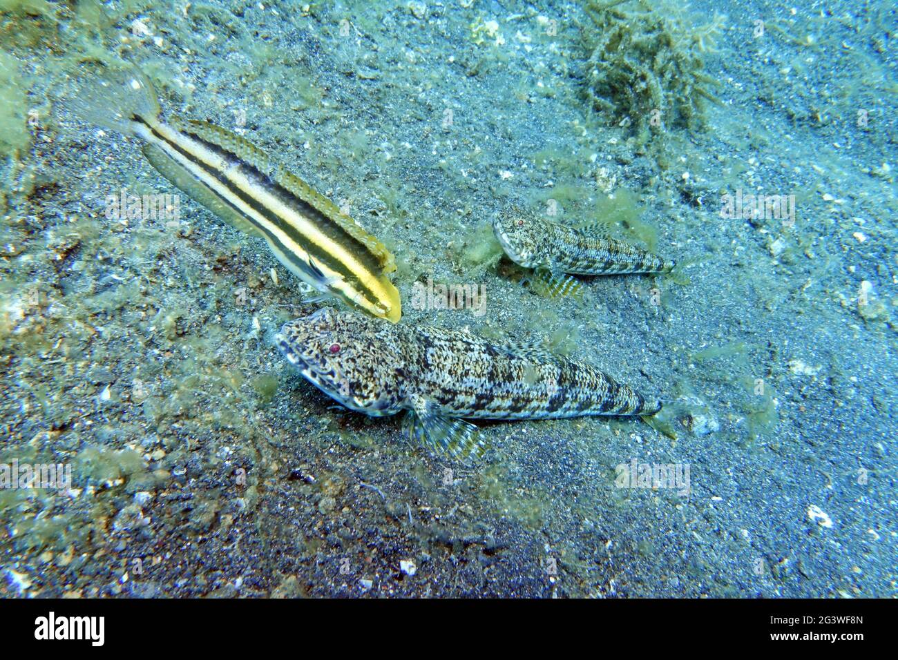 Banded Lizardfish, Clearfin Lizardfish, and Striped Poison-fang Blenny ...