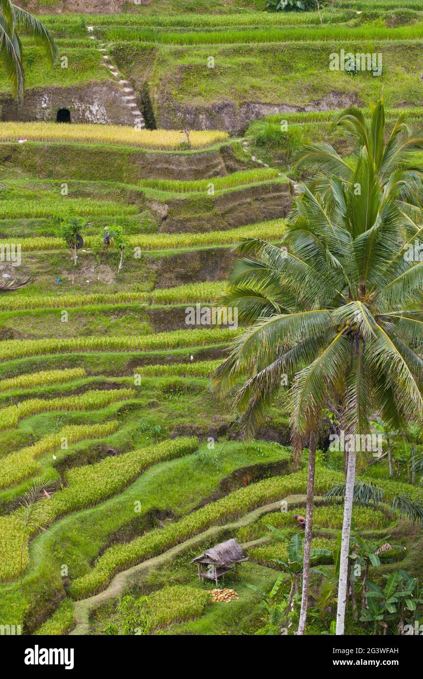 Tegallalang rice terraces, Bali Stock Photo - Alamy