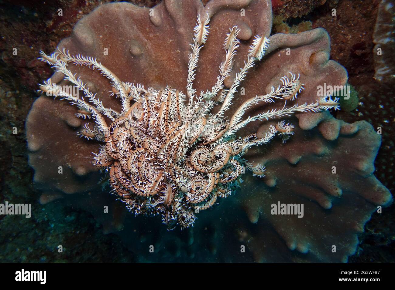 Featherstar on a coral Stock Photo - Alamy