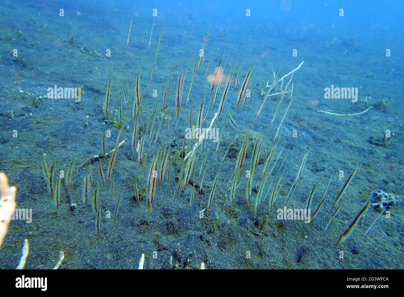 Razor fish hi-res stock photography and images - Alamy