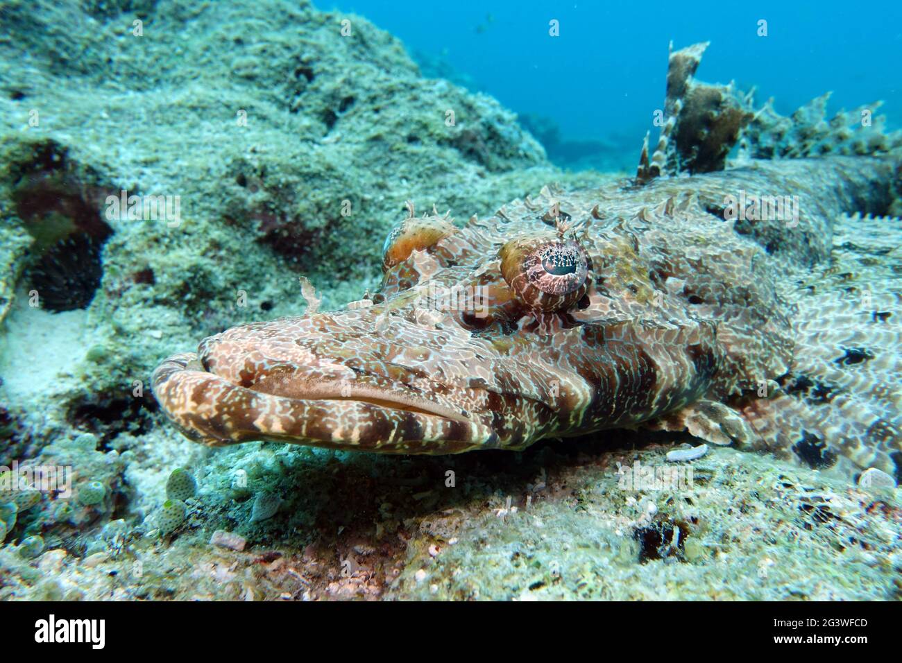 De Beaufort's flathead or Giant flathead Stock Photo - Alamy