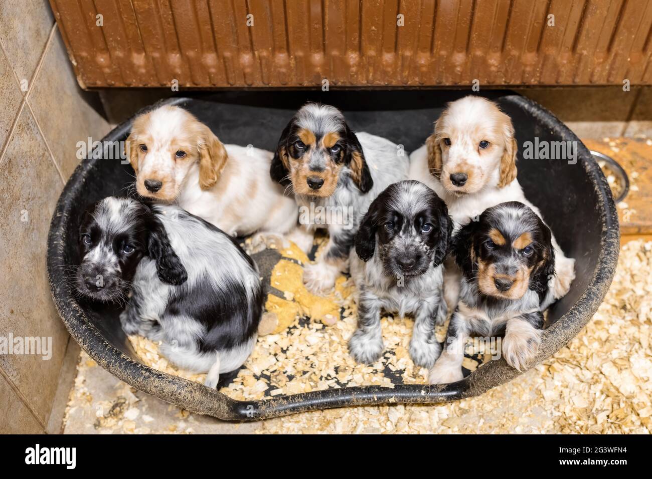Small purebred English Cocker Spaniel puppy Stock Photo - Alamy