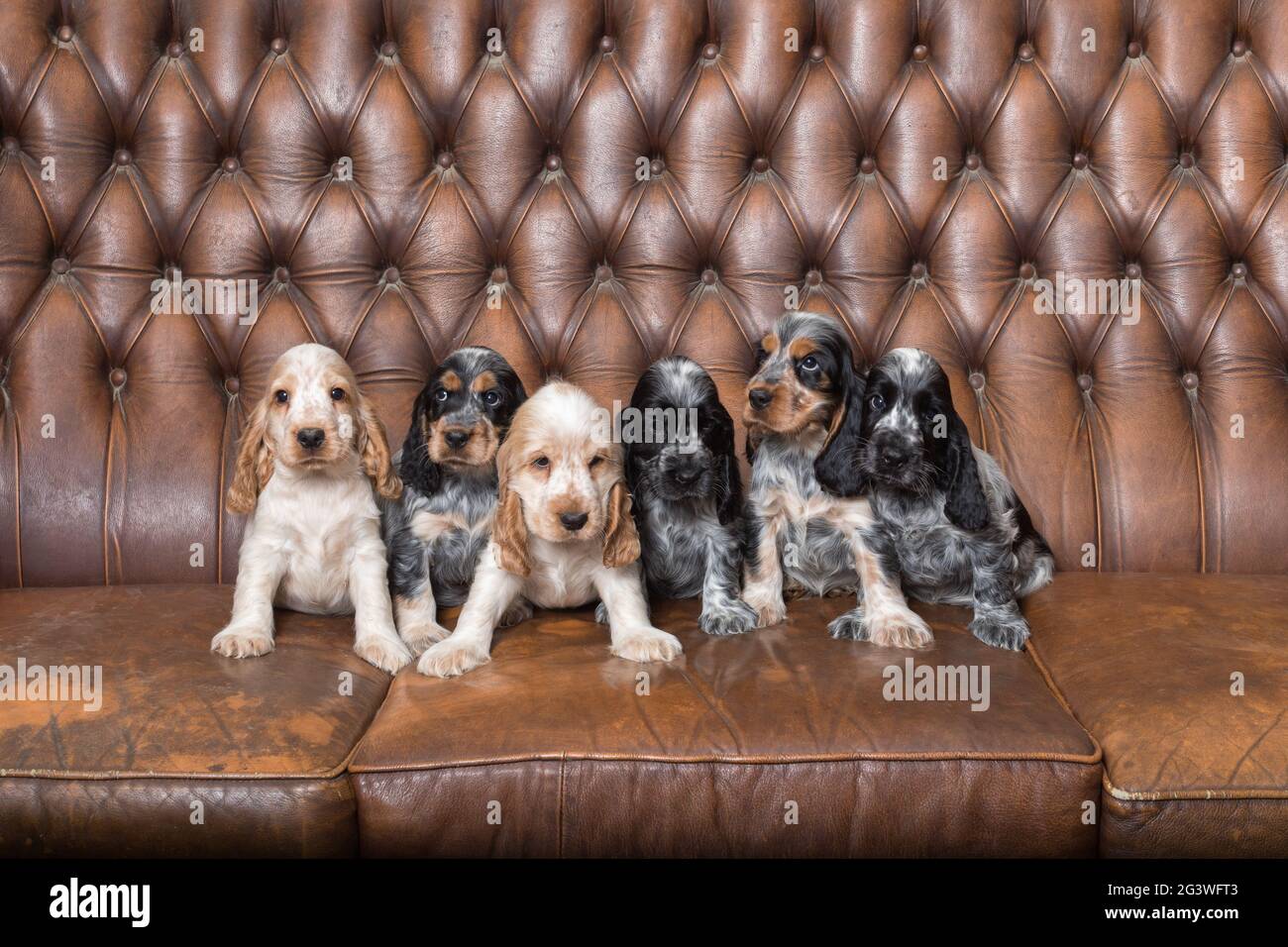 Small purebred English Cocker Spaniel puppy Stock Photo - Alamy