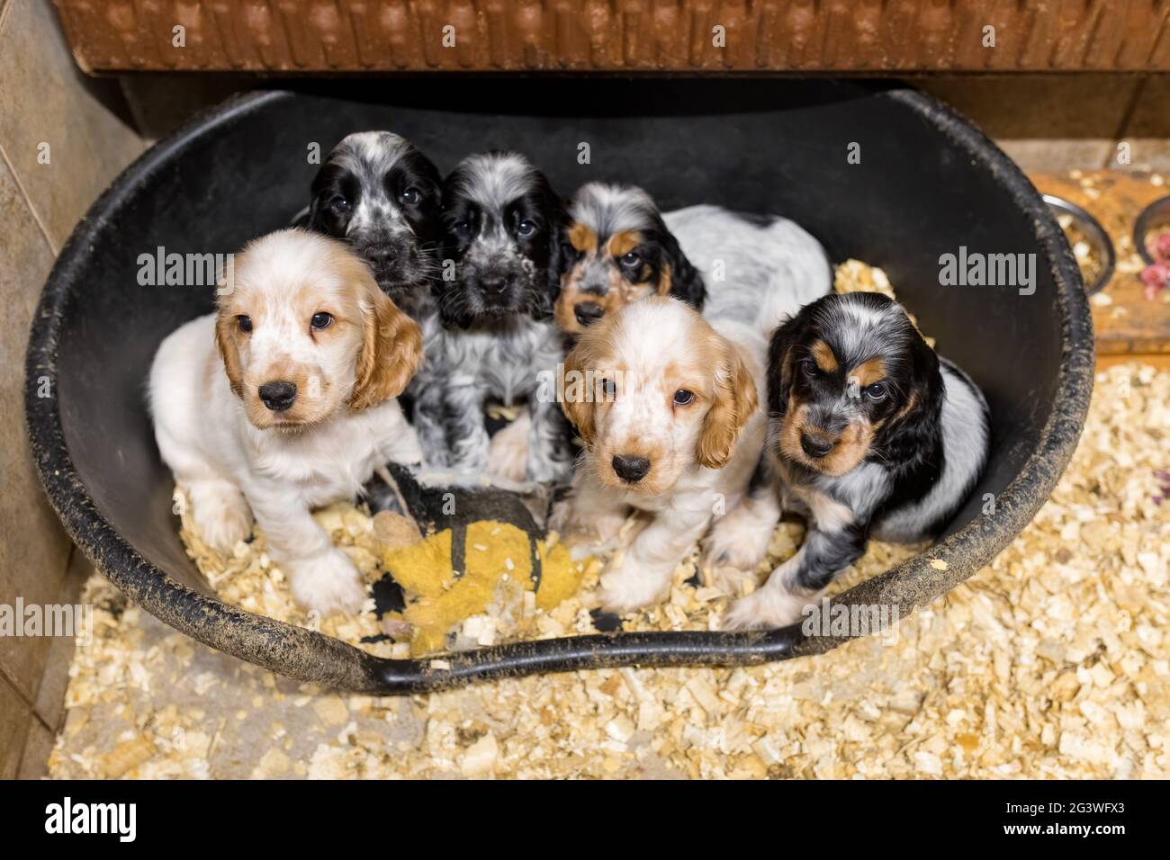 Small purebred English Cocker Spaniel puppy Stock Photo - Alamy