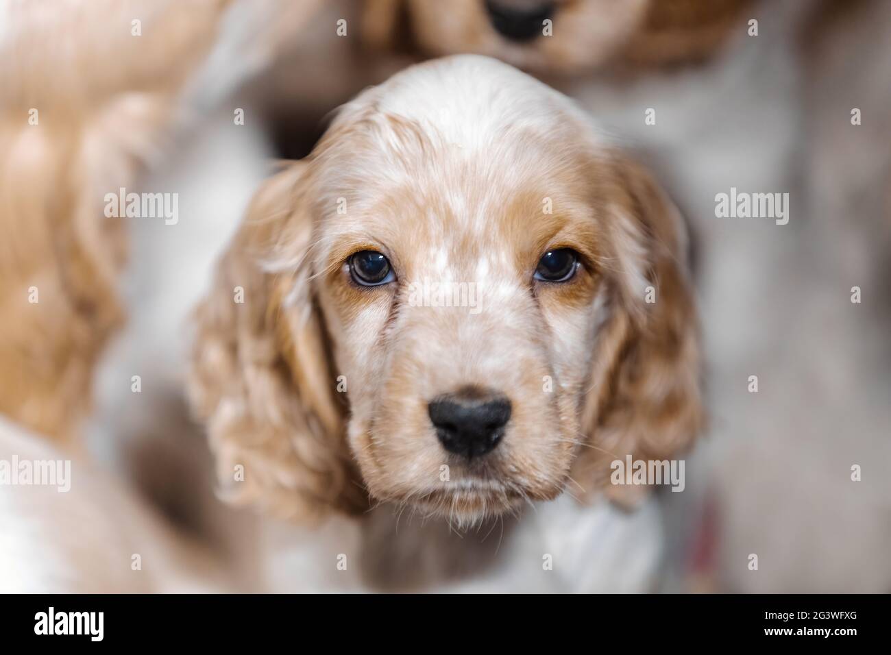 Perro cocker spaniel hi-res stock photography and images - Alamy