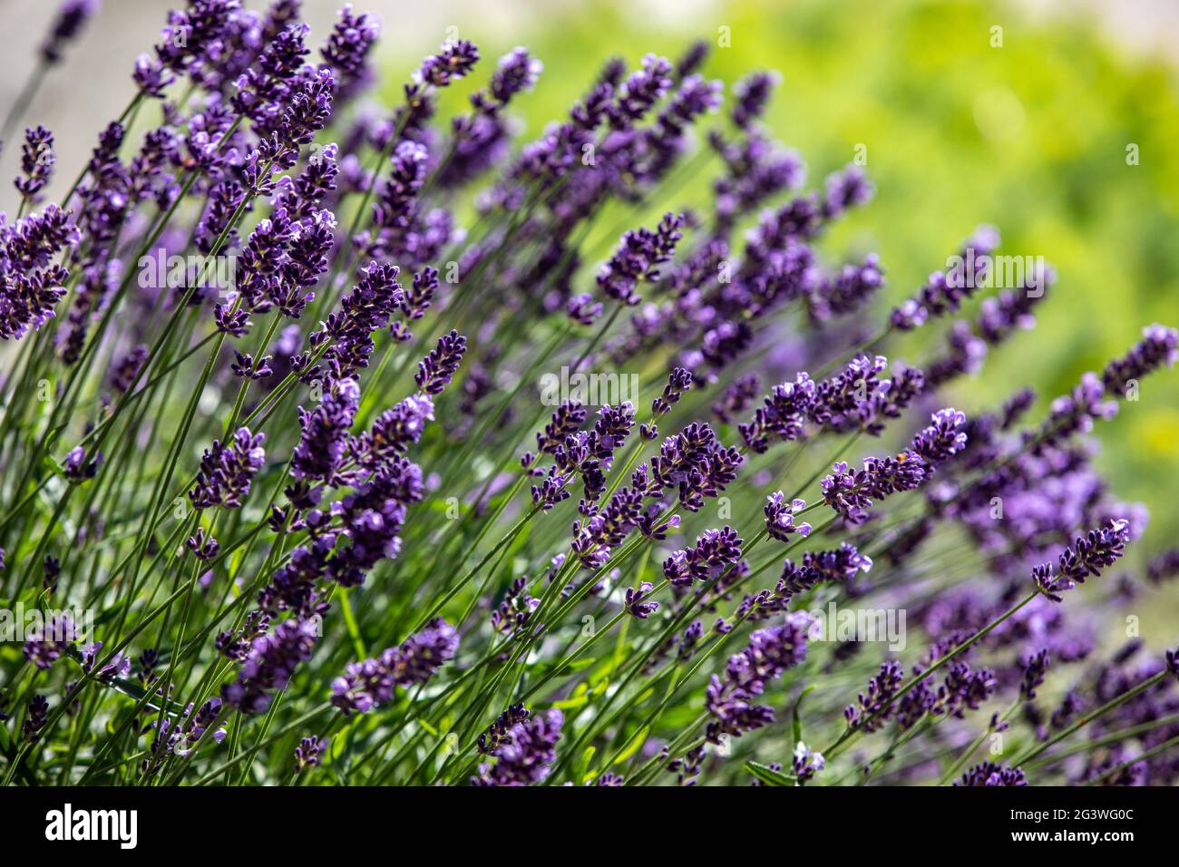 the blooming lavender flowers in Provence, near Sault, France Stock ...