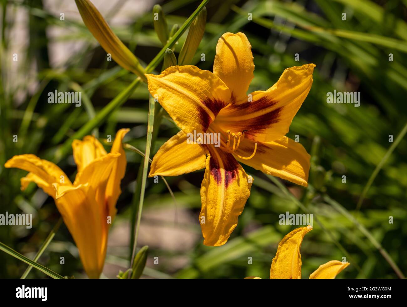 Beautiful colorful daylilies in a flower bed Stock Photo - Alamy