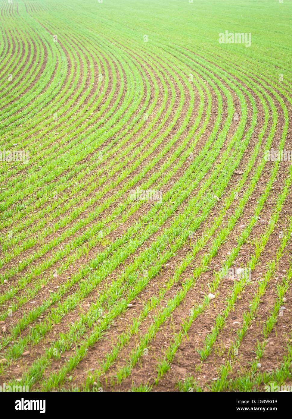 Natural environment background. Farmland detail with growing ...