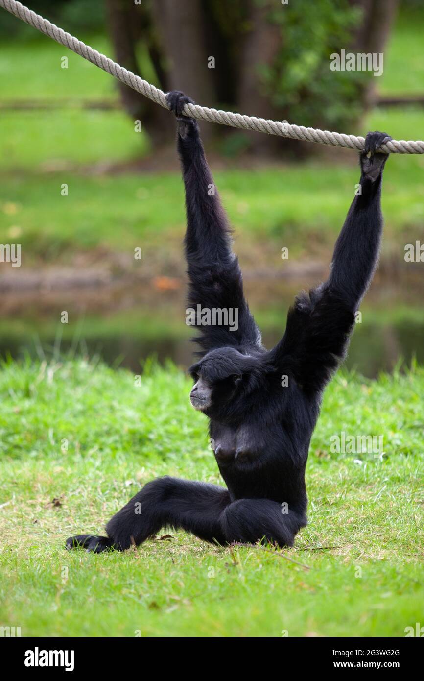 Black-headed Spider Monkey hangs on a rope in a German park Stock Photo ...