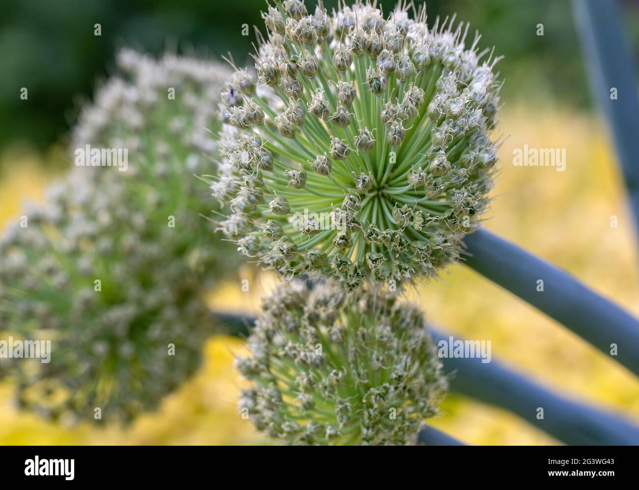 Globe Shaped Flowers High Resolution Stock Photography and Images - Alamy