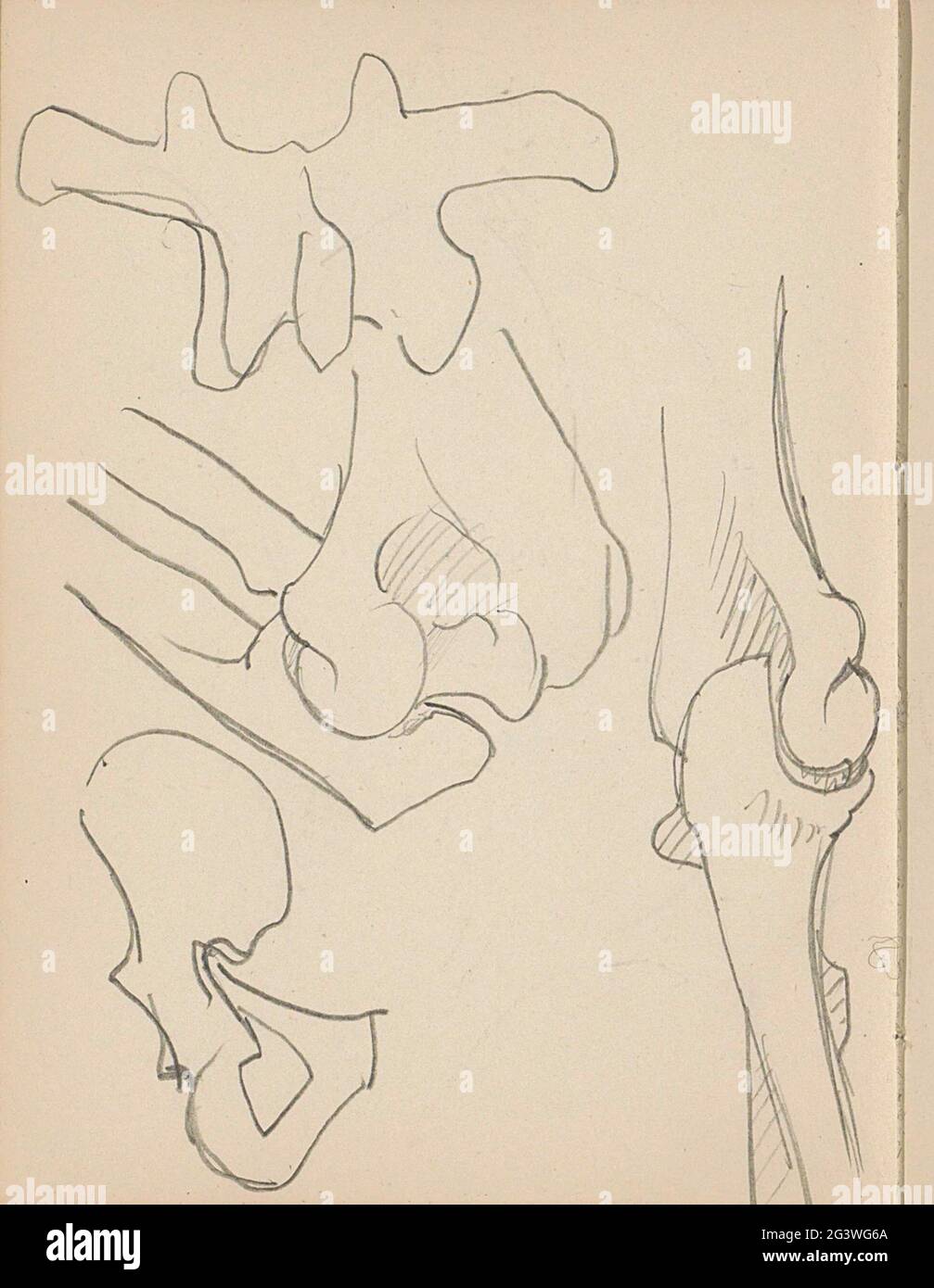 Bones of the human body. Among other joints. Leaf 40 Verso from a ...
