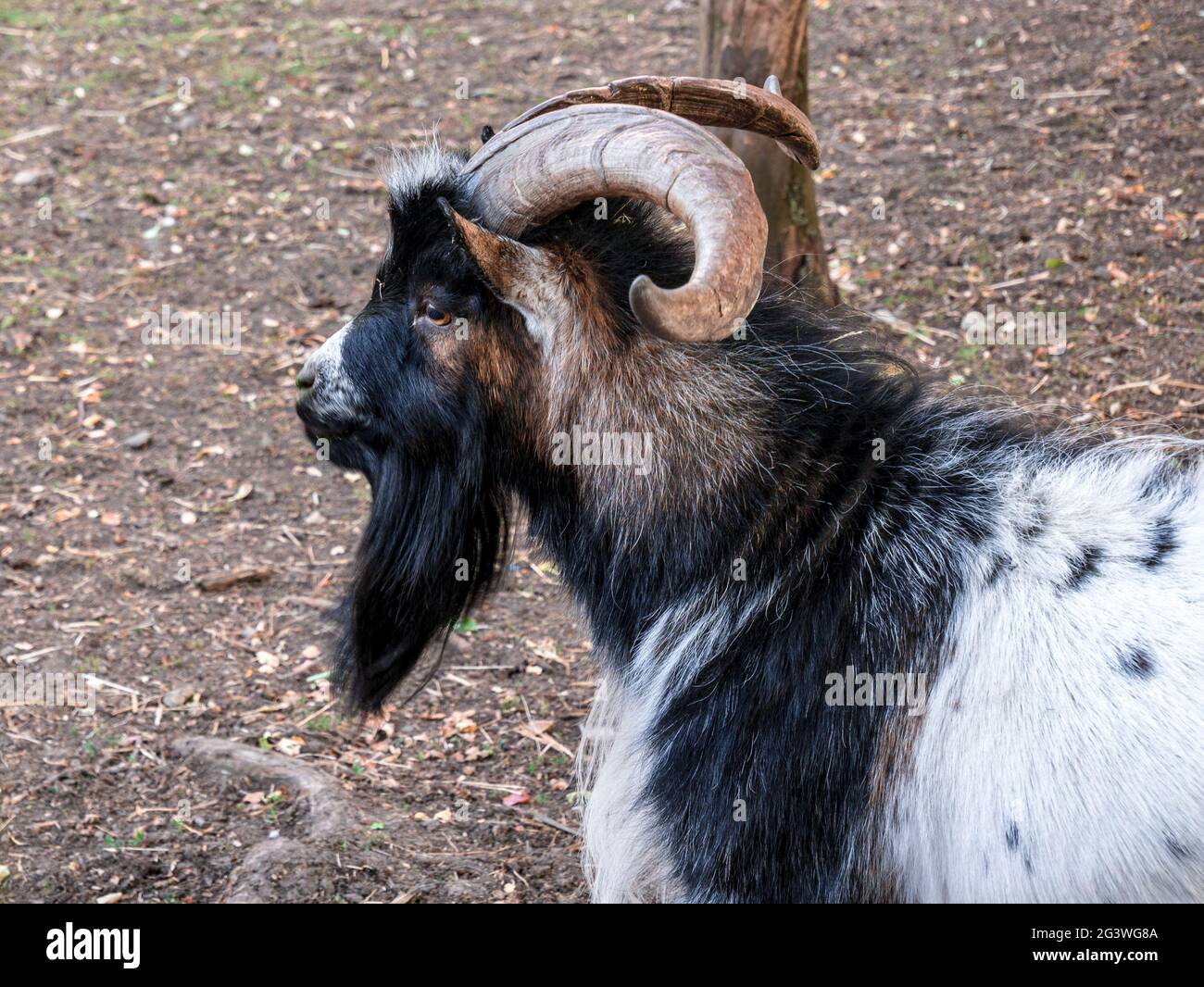 Beautiful goat with beard and huge horns on the farm Stock Photo - Alamy