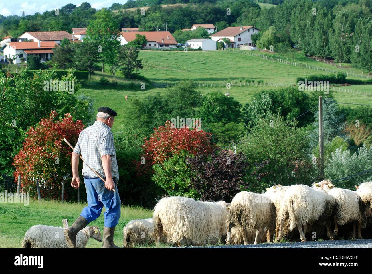 FRANCE. PYRENEES-ATLANTIQUES (64) BASQUE COUNTRY. SHEPHERD AND HIS HERD ...