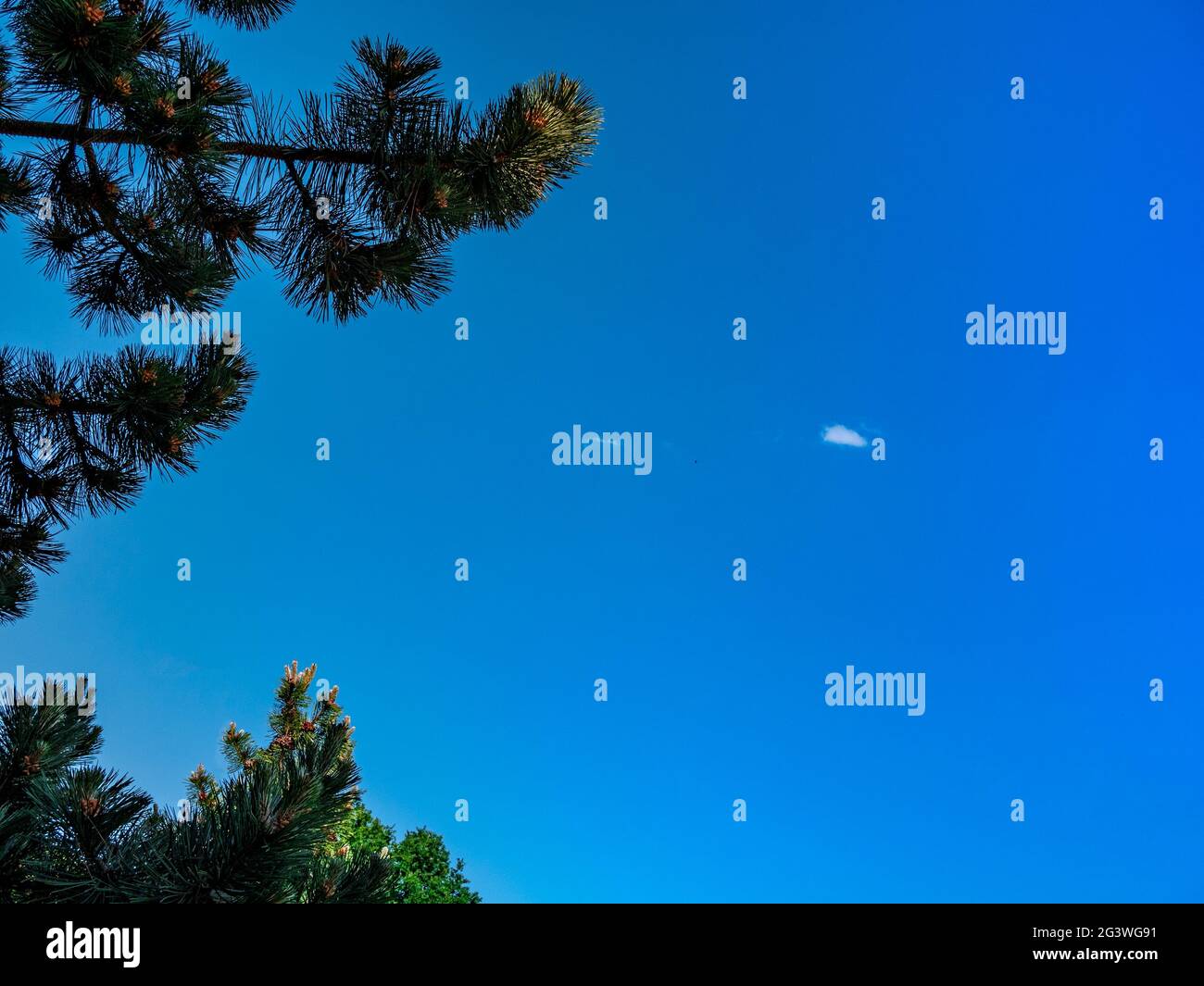 Small clouds in a dark blue sky, framed by coniferous trees Stock Photo ...