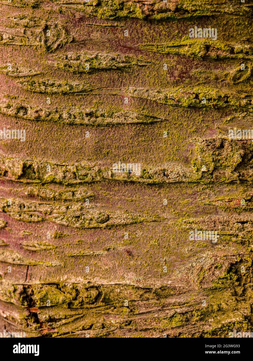 Cherry tree bark hi-res stock photography and images - Alamy