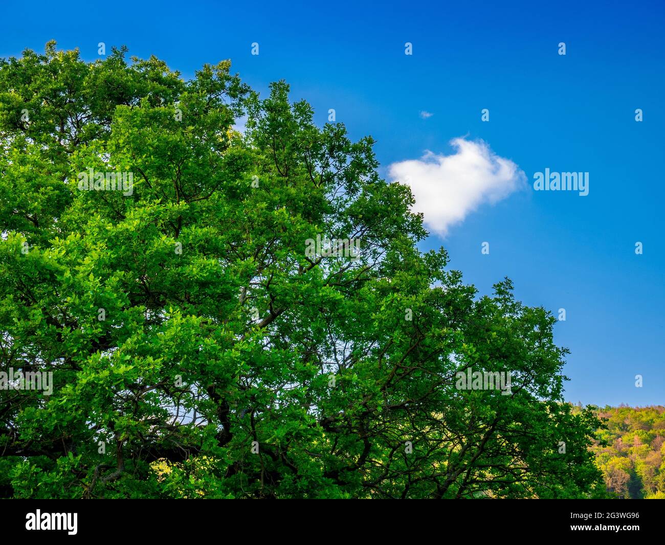 Little cloud over the top of a huge Oak tree Stock Photo - Alamy