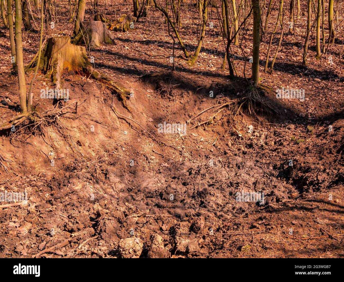 Empty wild boar mud hole in the middle of the forest Stock Photo - Alamy