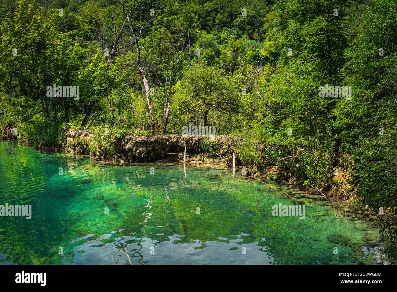 Clean and transparent turquoise pond in Plitvice Lakes Stock Photo - Alamy
