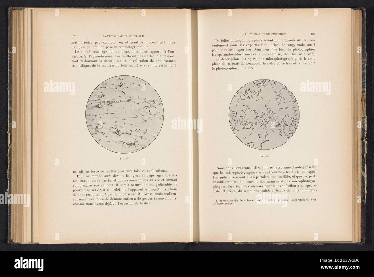 Magnification of sperm cells Stock Photo - Alamy