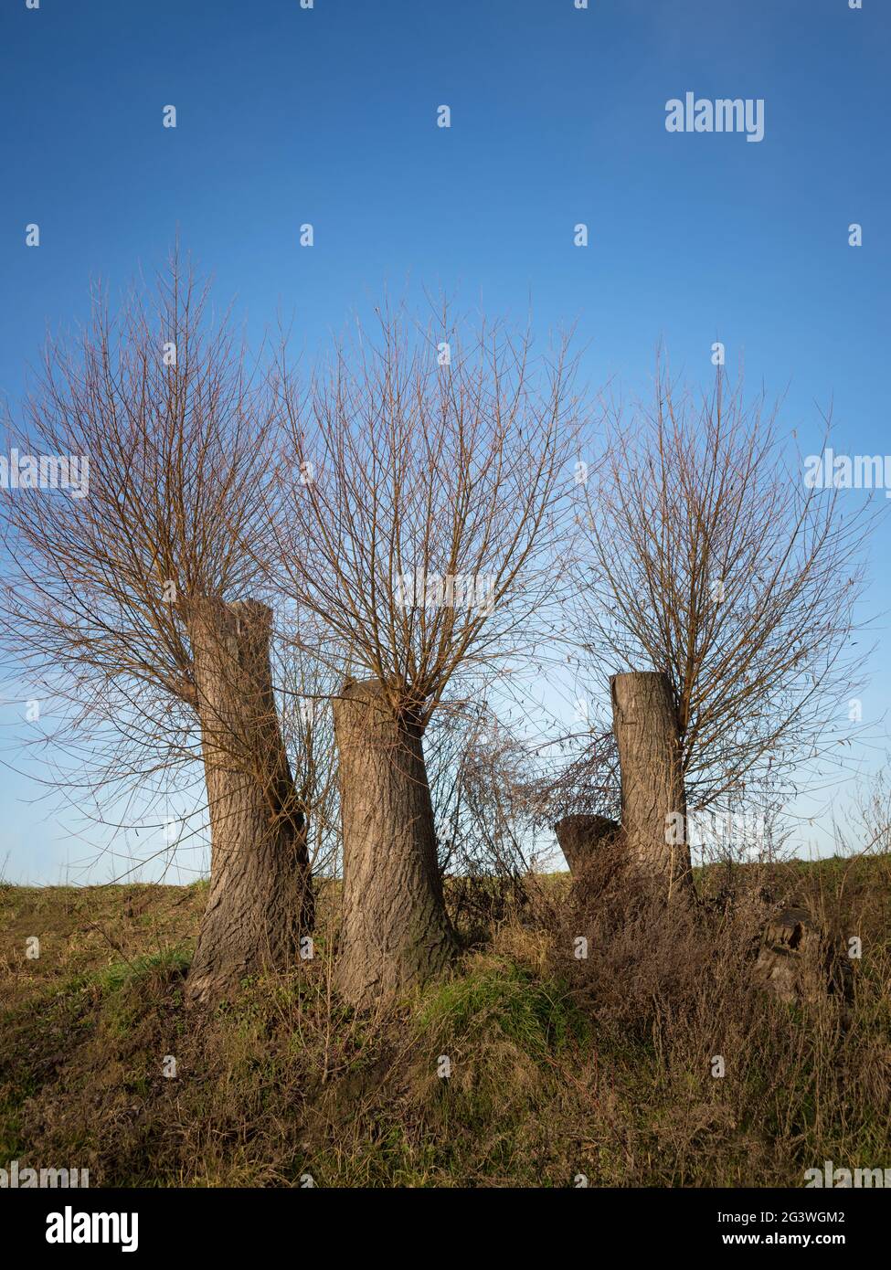 New twigs on cutted willow trees on the river Wulka in Burgenland Stock ...