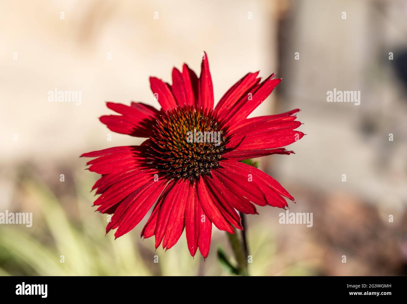 Flowers of Echinacea - an herb stimulating the immune system Stock ...