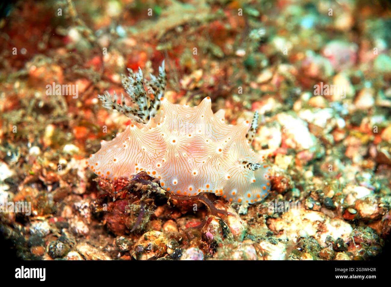 Halgerda batangas hi-res stock photography and images - Alamy