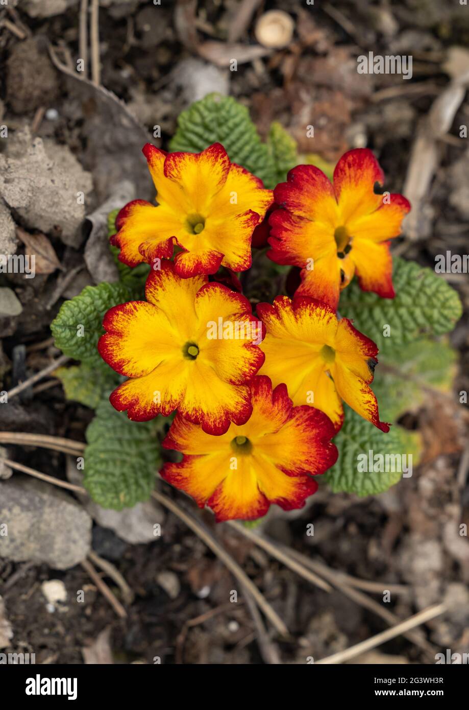 Orange and yellow English Primrose - Latin name - Primula Polyanthus ...