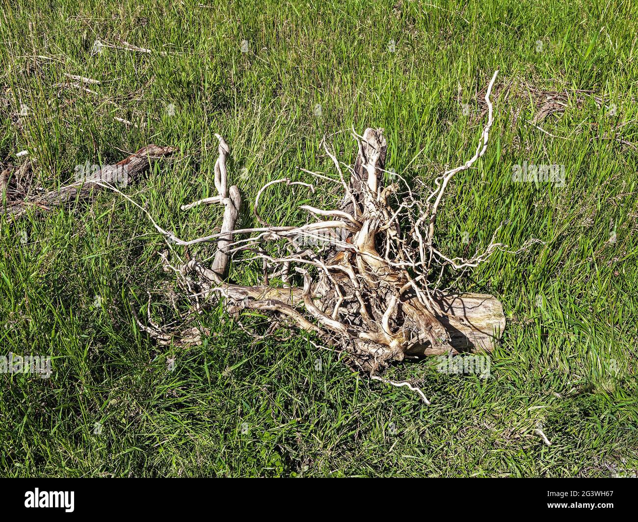 Washed up wood hi-res stock photography and images - Alamy