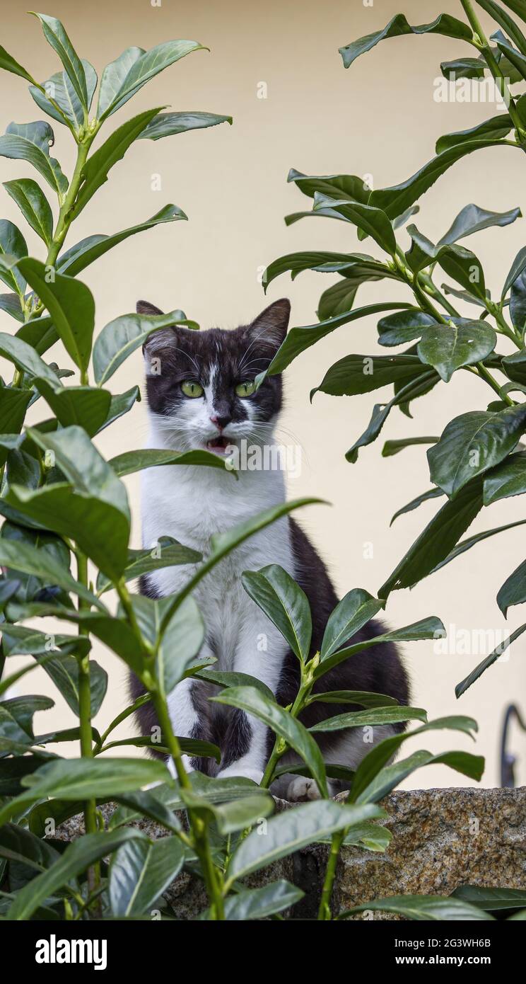Cat looks surprised hi-res stock photography and images - Alamy Cat looks surprised hi-res stock photography and images - Alamy