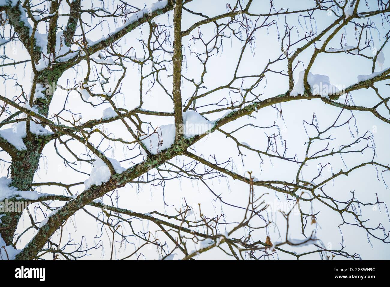 Branches with snow Stock Photo - Alamy