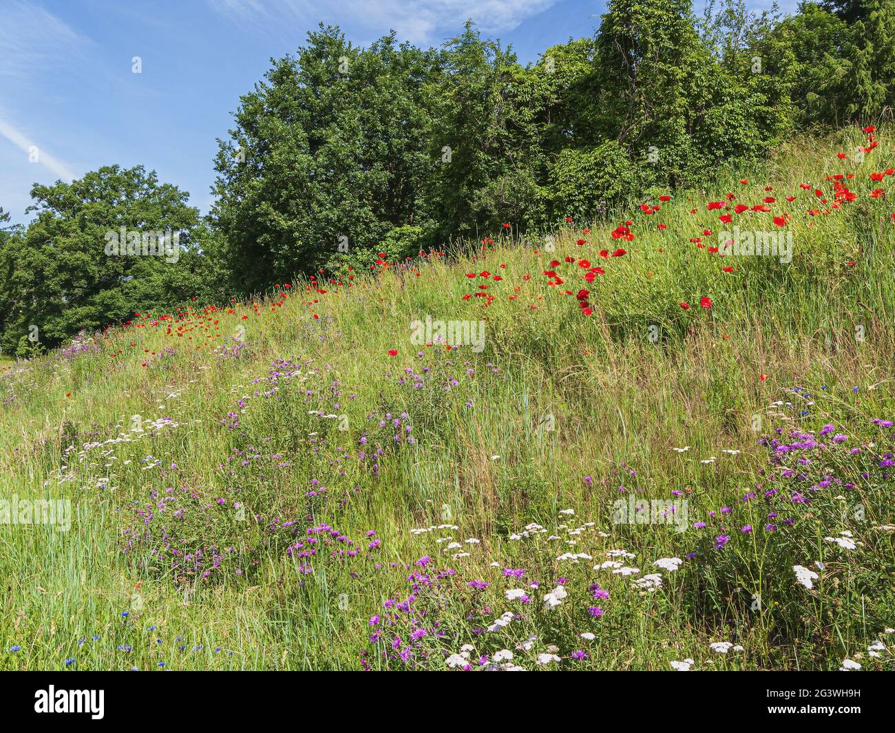 Small slope with rich spring flower growth Stock Photo - Alamy