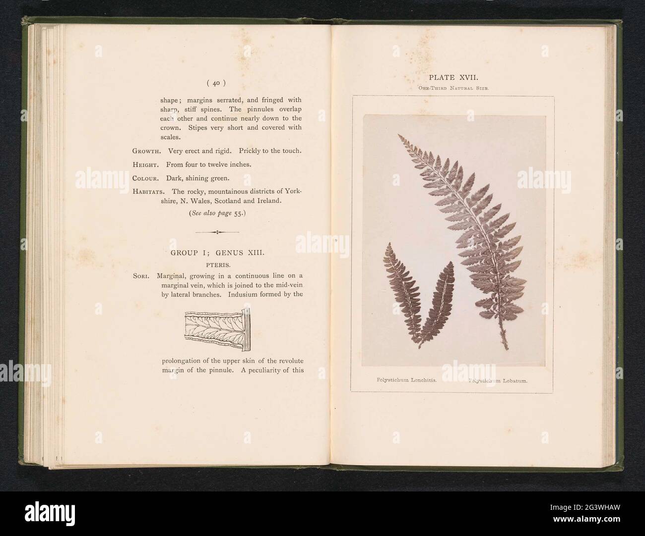 Another fern species hi-res stock photography and images - Alamy