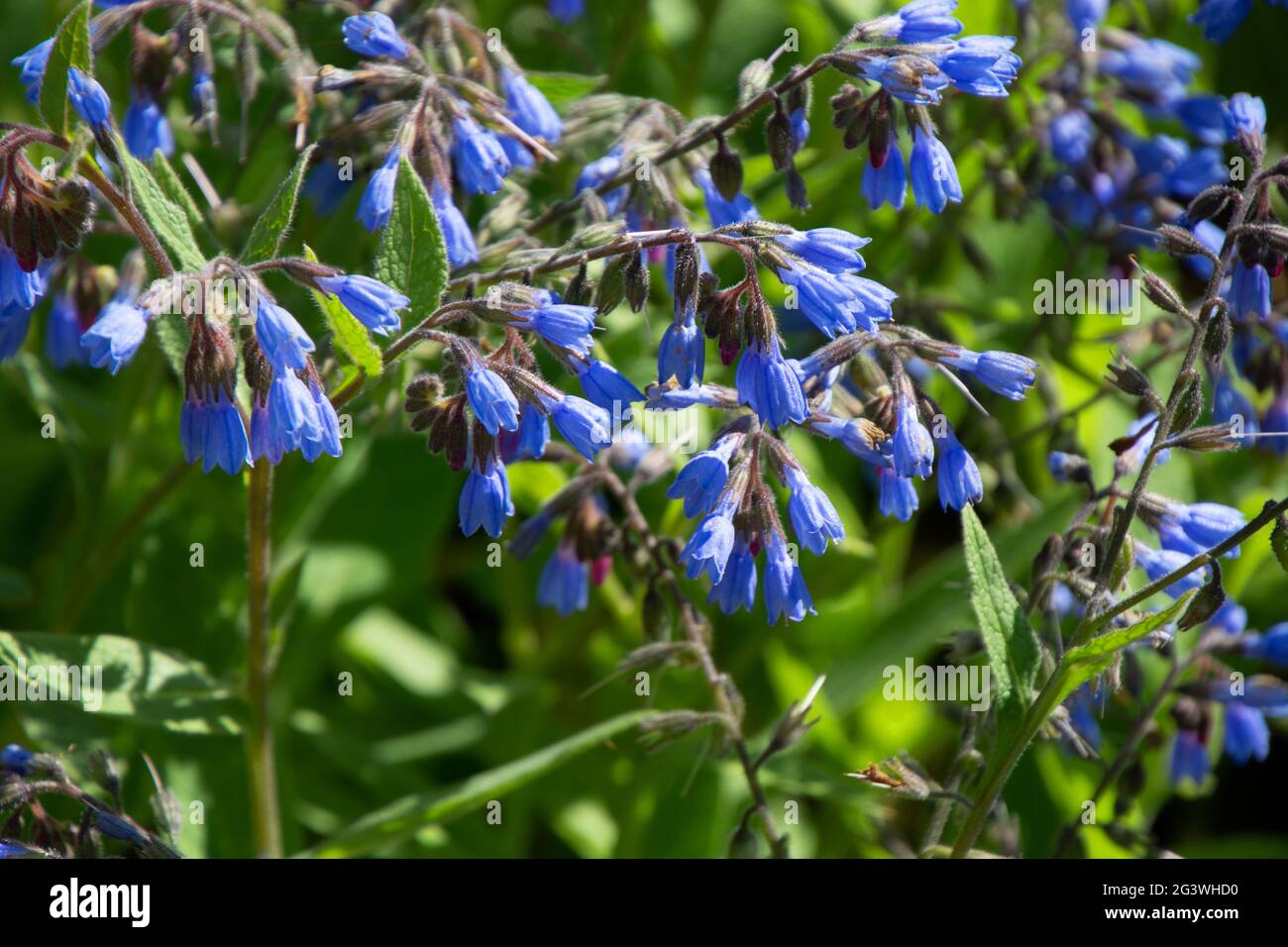 rough comfrey green bush with many small blue flowers lit by the warm evening sun Stock Photo ...