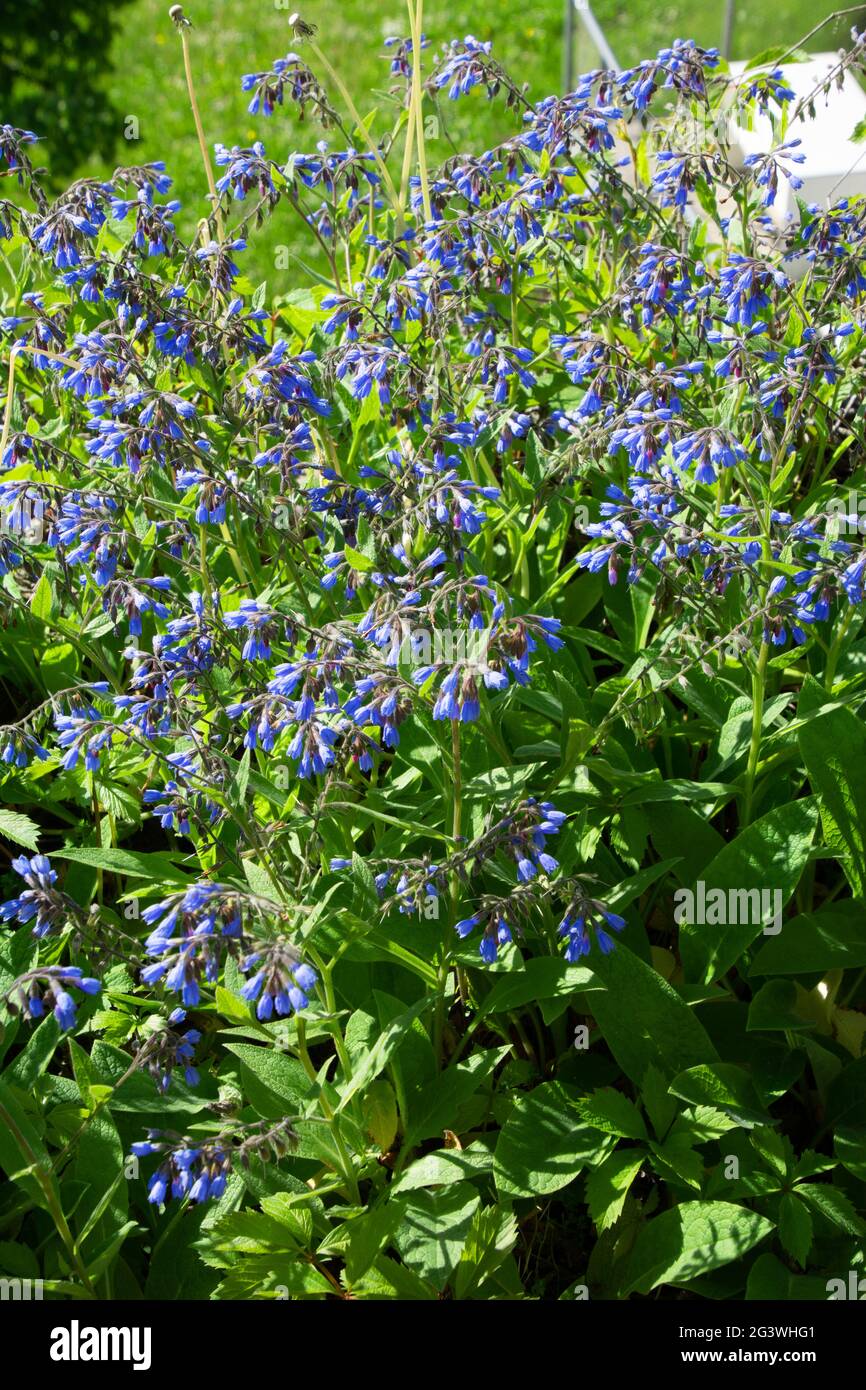 blue Prickly Comfrey or Symphytum Asperum flowers and leaves in the may ...