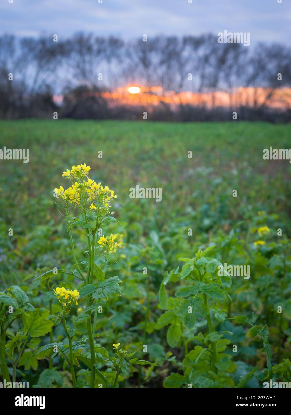 Agricultural sunset hi-res stock photography and images - Alamy