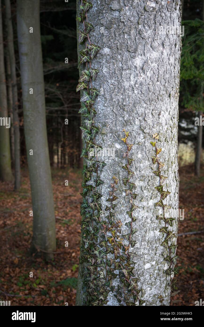 Fir bark hi-res stock photography and images - Alamy