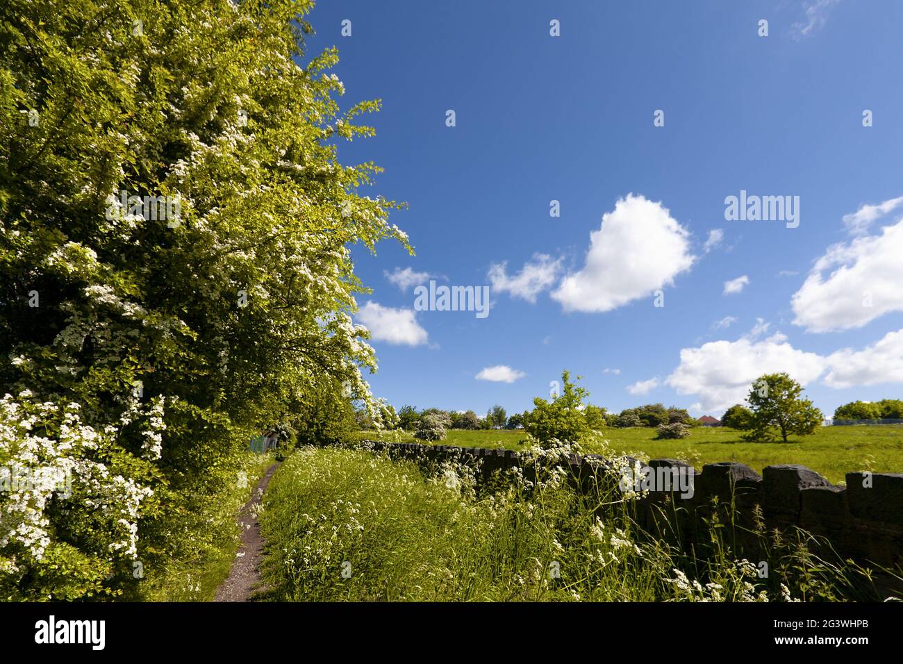 Rural path and green field Stock Photo - Alamy