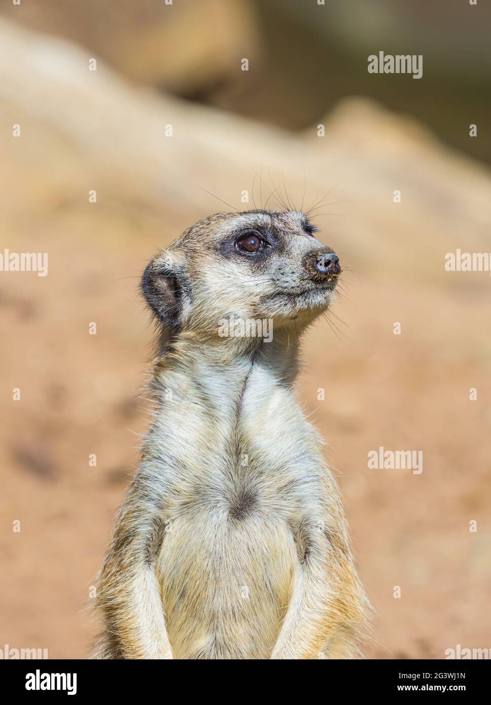 Funny suricata hi-res stock photography and images - Alamy