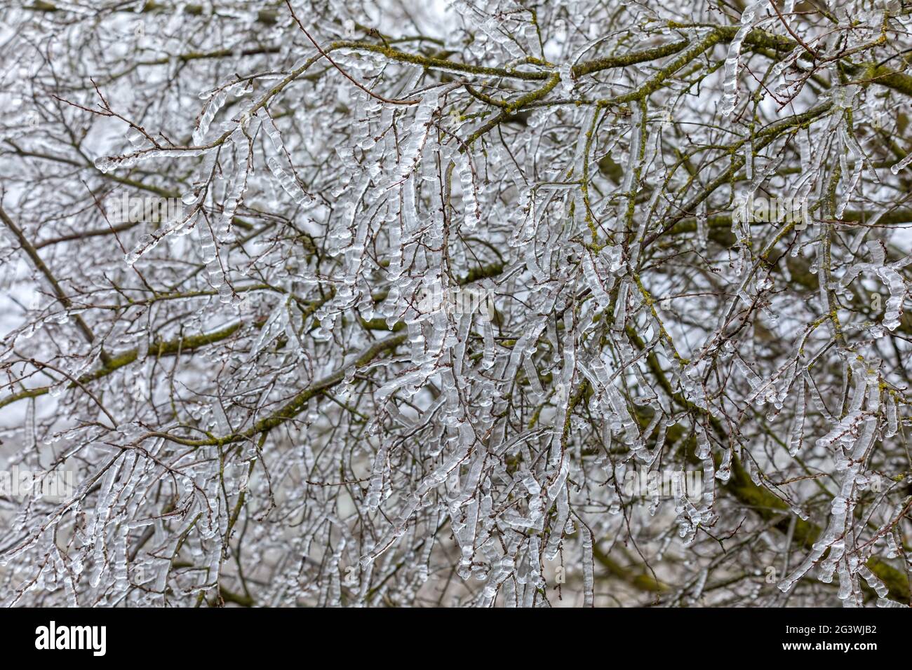 Iced twigs and branches of tree Stock Photo - Alamy