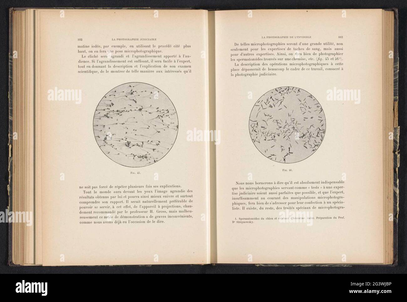 Magnification of sperm cells Stock Photo - Alamy