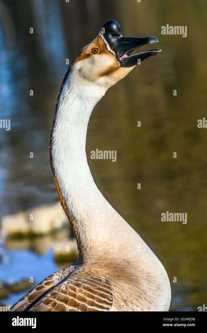 Brown African Goose Male