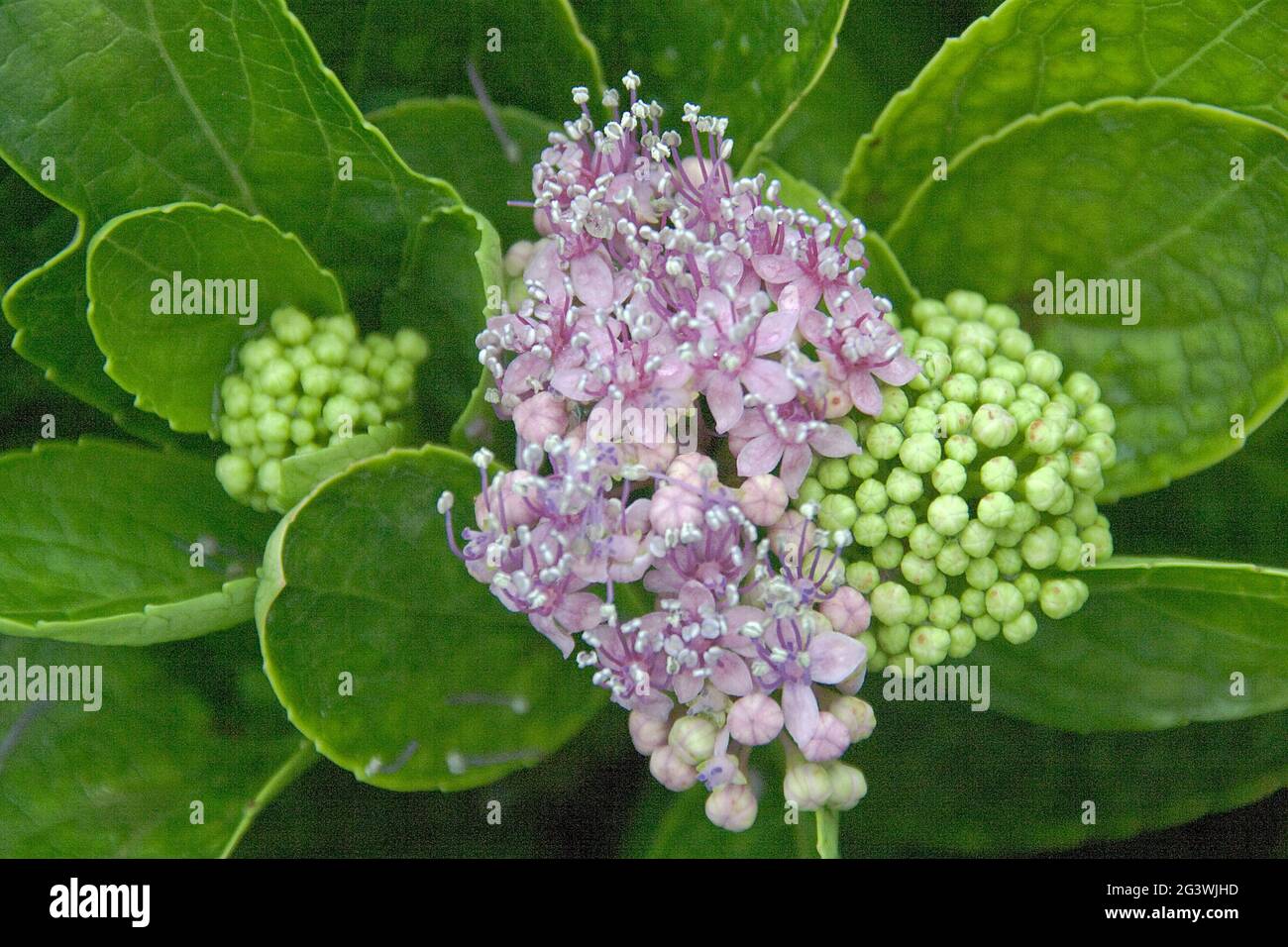 Leaves, Buds and Bloom Stock Photo - Alamy