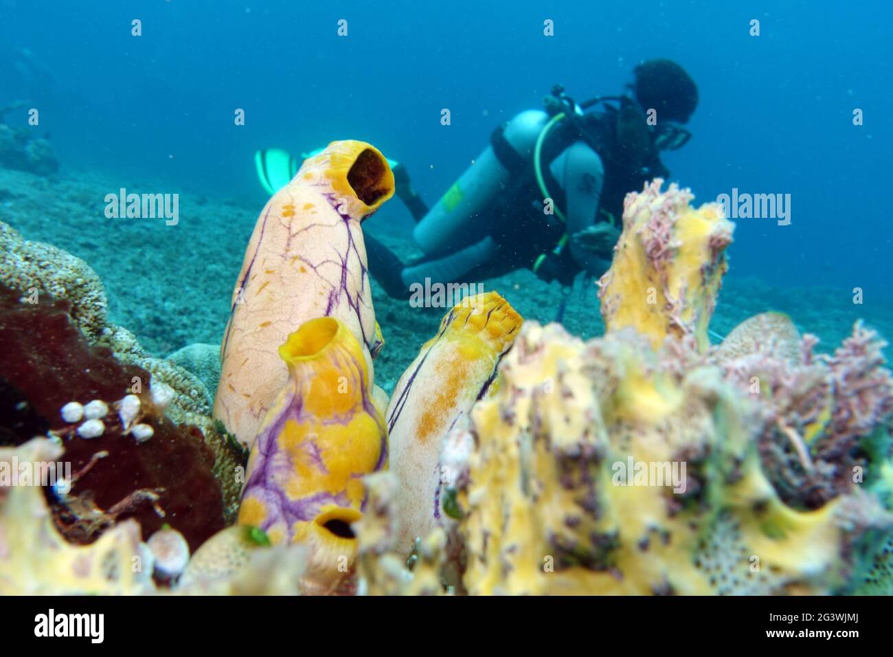 Star sea squirt hi-res stock photography and images - Alamy