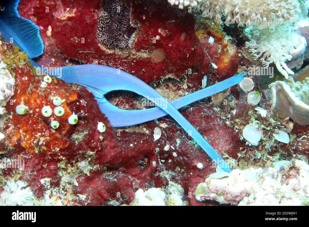 Redtoothed triggerfish hi-res stock photography and images - Alamy