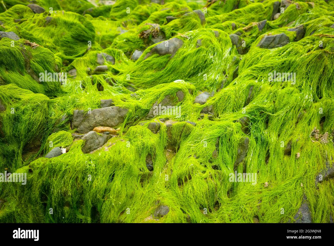 Blue green algae underwater hi-res stock photography and images - Alamy