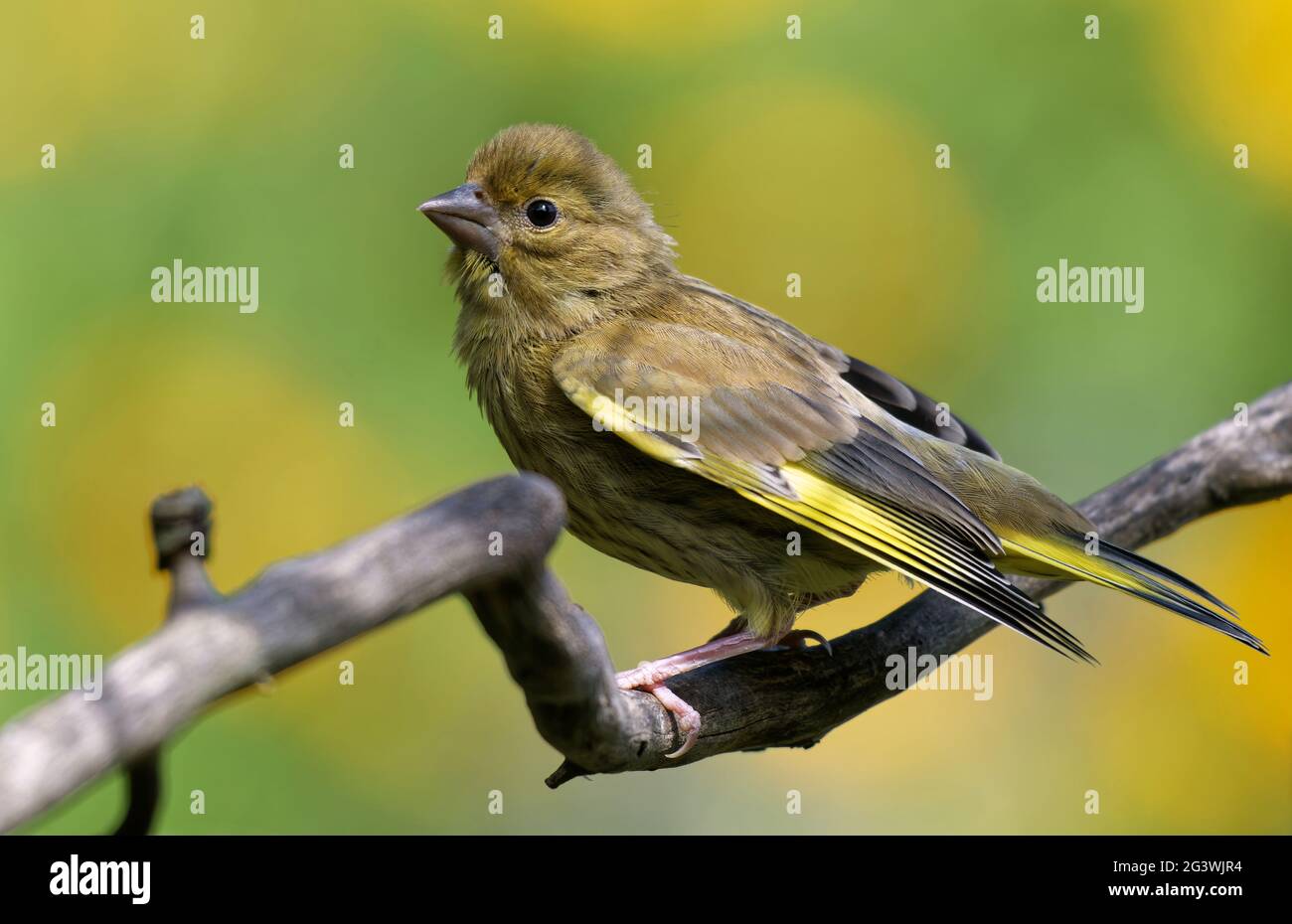 Juvenile greenfinch hi-res stock photography and images - Alamy