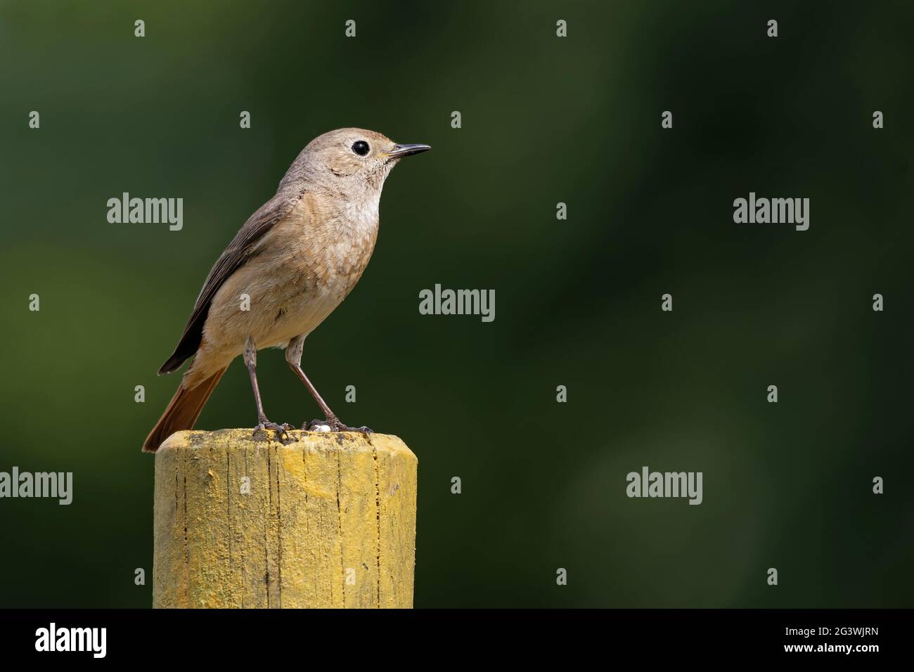 Female redstart hi-res stock photography and images - Alamy