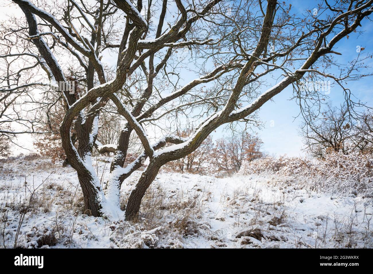 Oak trees covered in frost hi-res stock photography and images - Alamy